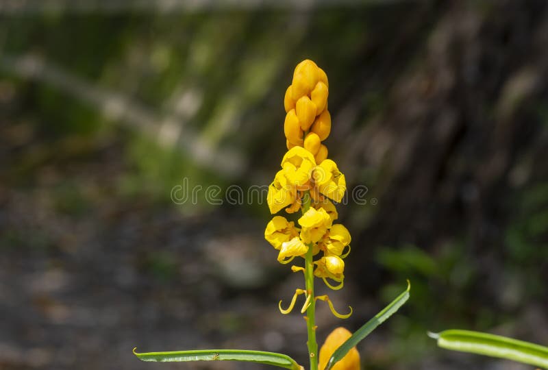 Ketepeng China Senna Alata Yellow Flower Stock Image - Image of bubble ...