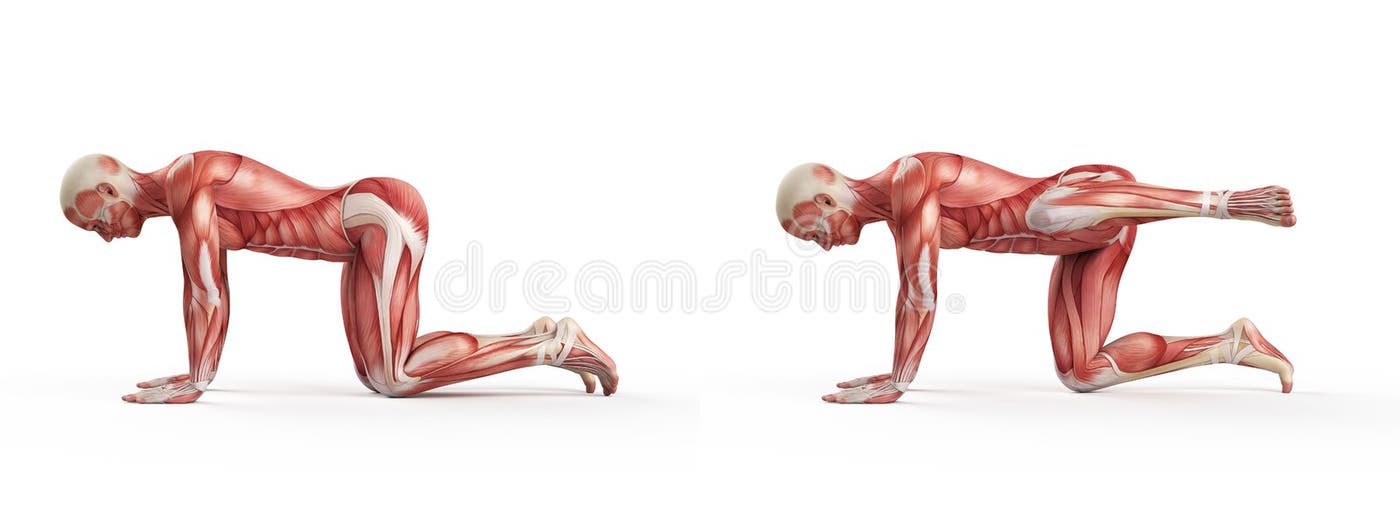 Fire Hydrant Exercise Stock Illustrations – 28 Fire Hydrant Exercise ...