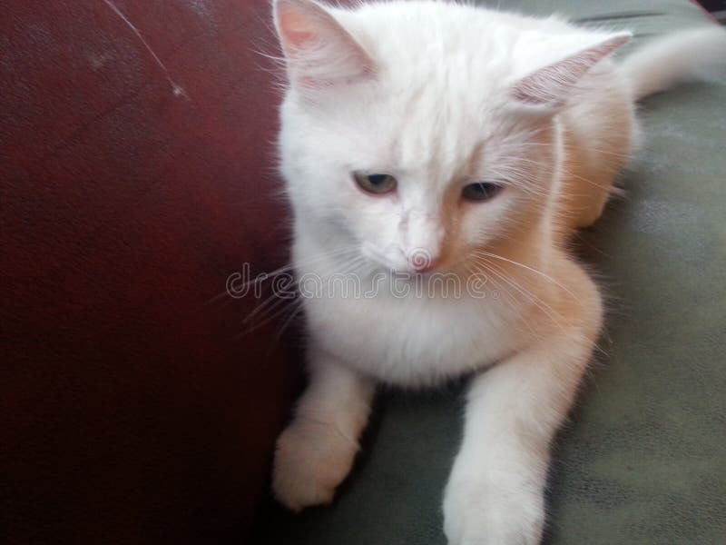 Ketty stock photo. Image of white, ketty, petty, beauty - 169394648