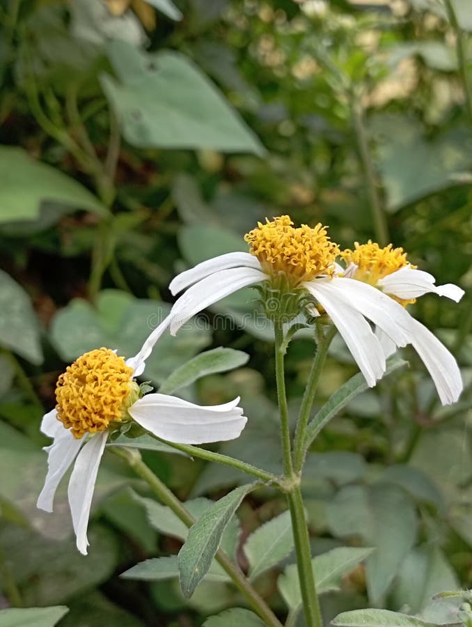 Ketul or What is Usually Called Spanish Needle is a Wild Plant that we ...