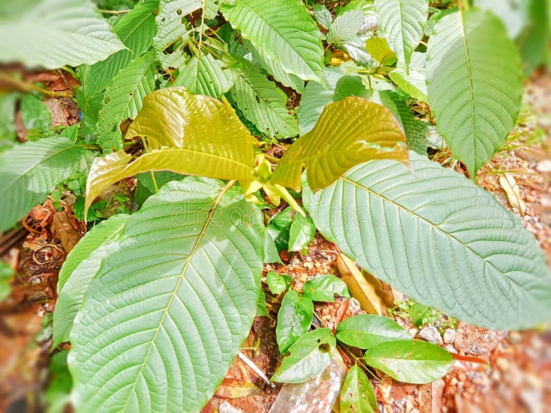 Ketum Leaves Ketum Leaf Tree Background Green Stock Photo - Image of ...