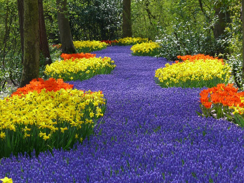 Keukenhof, Holanda foto de archivo. Imagen de lowery, marca - 5168220