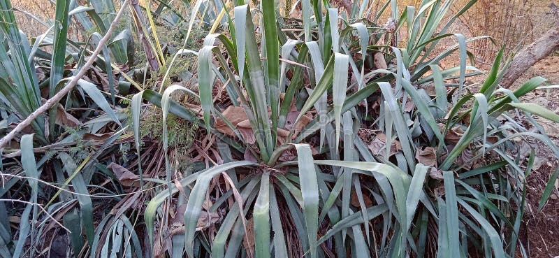 Kevda Pandanus Stock Photos - Free & Royalty-Free Stock Photos from ...