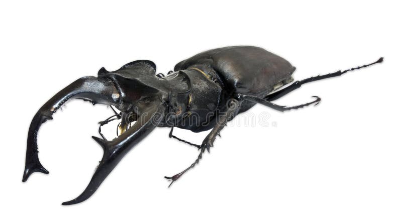 Hercules Van De Rinoceros Kever Stock Foto - Image of mannetje, macro ...