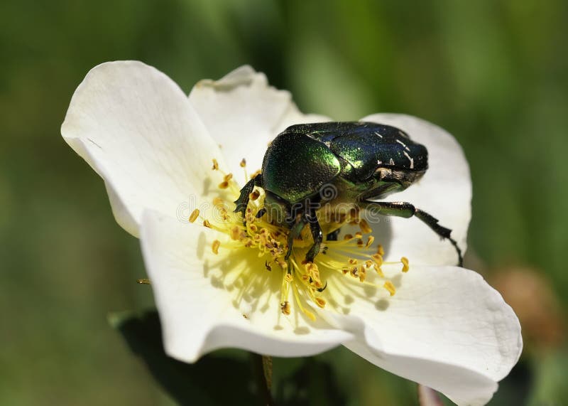 Kever. stock afbeelding. Image of nave, macro, kever - 19882119