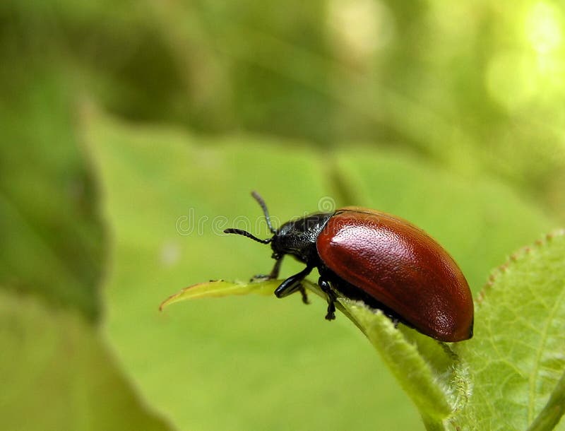 Kever stock foto. Image of één, zomer, blad, rood, groen - 233076
