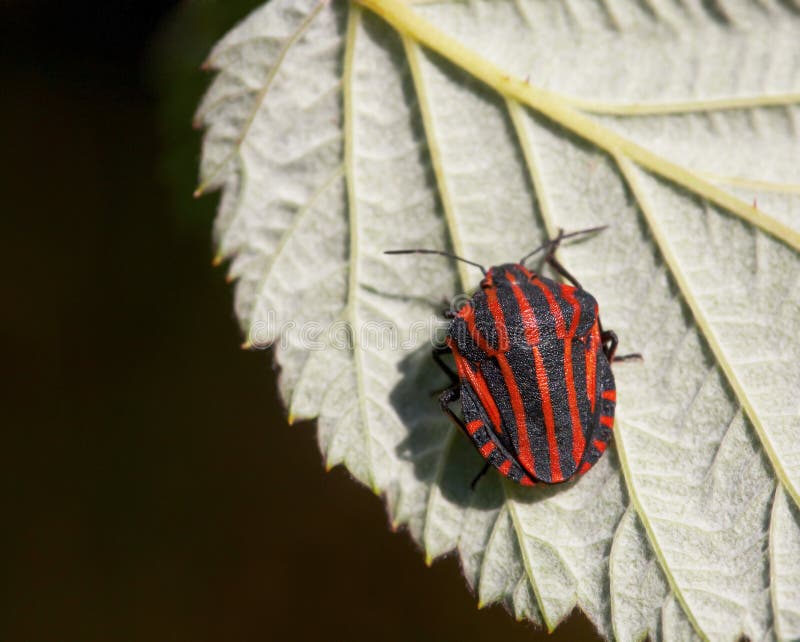 Kever stock foto. Image of lente, zomer, buiten, rood - 24533030