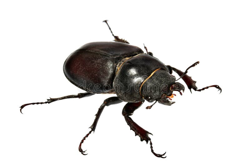 Kever stock foto. Image of koppeling, sluit, insect, voeler - 2761646