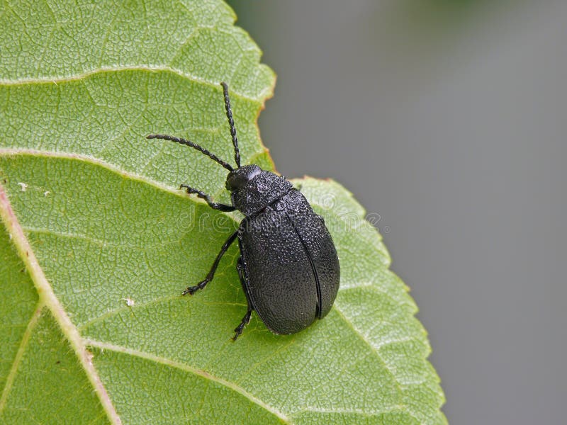 Kever stock foto. Image of sluit, insect, donker, wild - 28436728