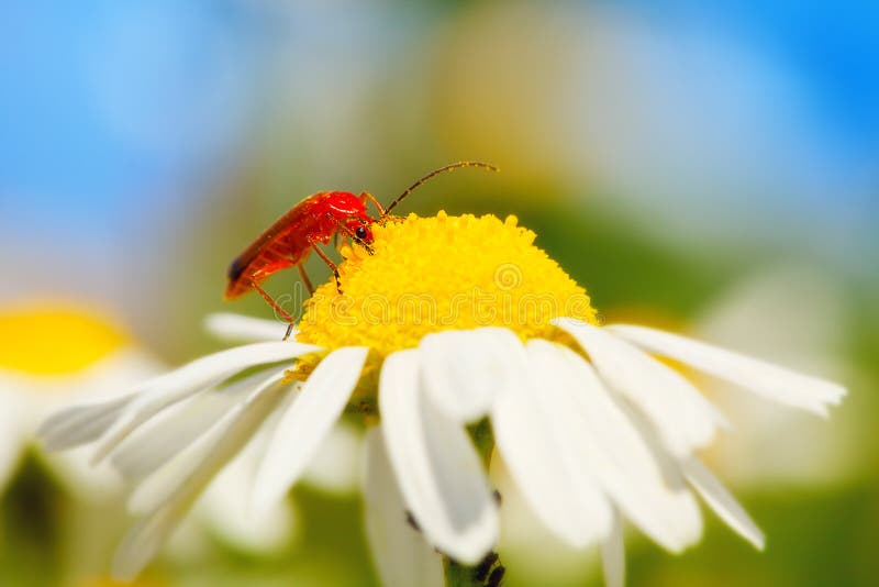 Kever stock foto. Image of weide, silhouet, kleur, kever - 28861886