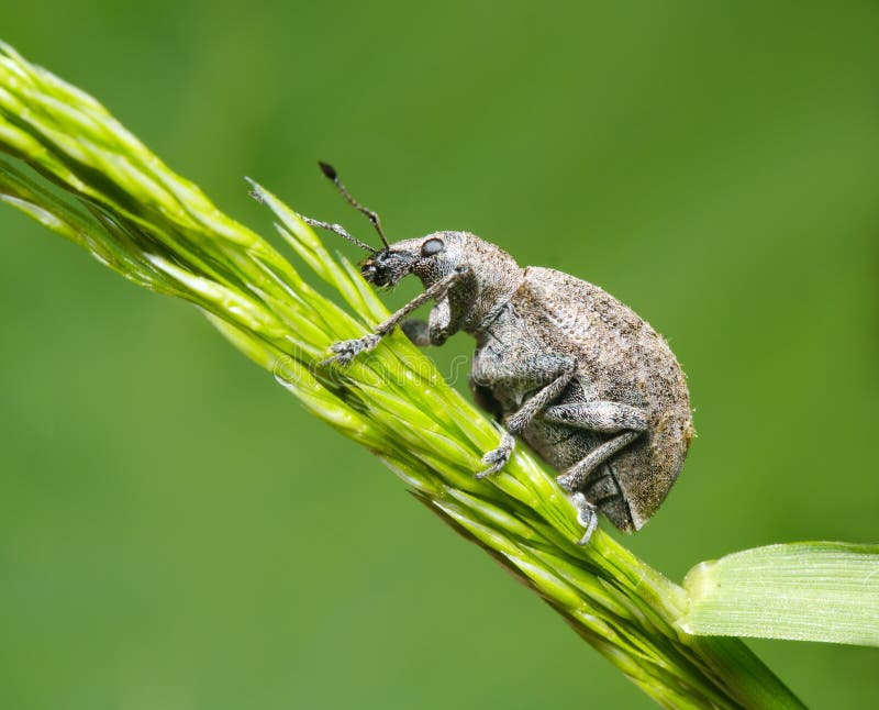 Kever stock afbeelding. Image of groen, juni, kever, macro - 4107491