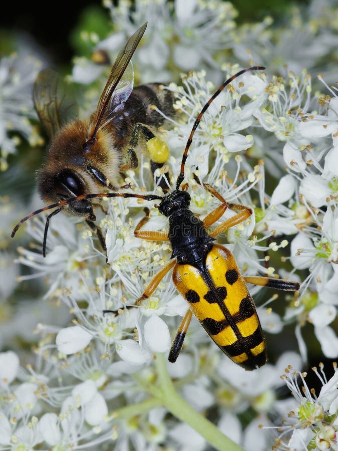 Kever en bij op zonnebloem stock afbeelding. Image of kever - 74775163