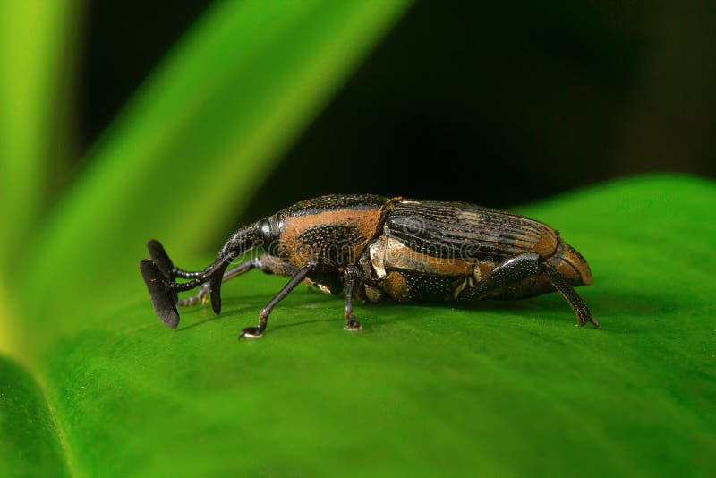 Kever, Graanklander, Aarey-Melkkolonie, INDIA Stock Foto - Image of ...