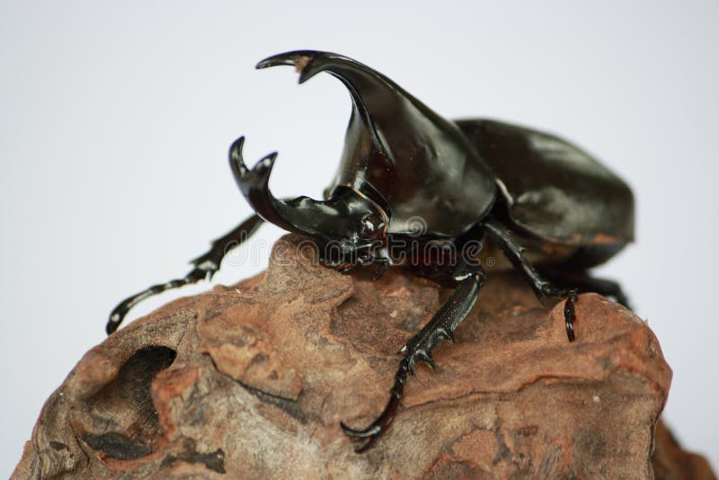 Kevers - Insect stock foto. Image of sterk, azië, slag - 6840364