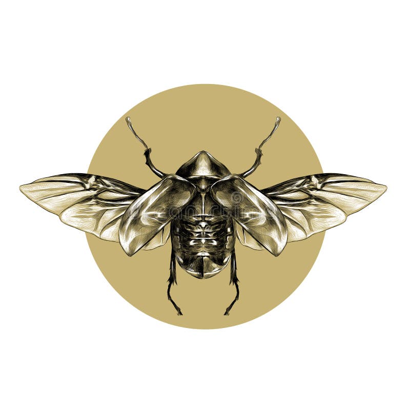 Kever Met Open Vleugels Hoogste Mening Vector Illustratie ...