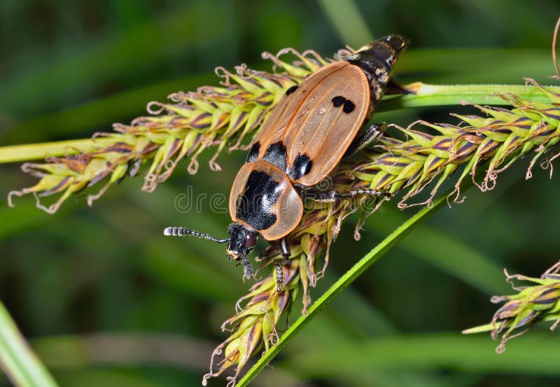 Kever (Silphidae) 8 stock foto. Image of groen, wildernis - 47684546