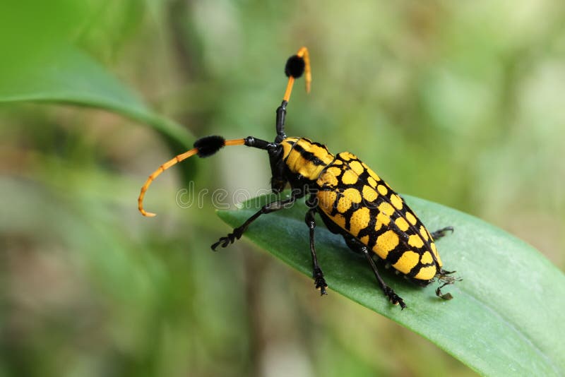 Kevers stock foto. Image of antennes, achtergrond, kever - 25654366