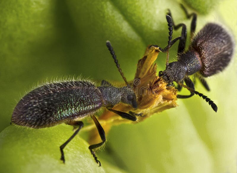 Kevers Die Stuifmeel Binnen Een Kleurrijke Wilde Distelbloem Eten Stock ...