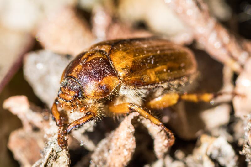 Kevers: Junikever of Melolontha Van Maybug Melolontha Stock Foto ...