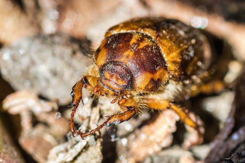 Kevers: Junikever of Melolontha Van Maybug Melolontha Stock Afbeelding ...