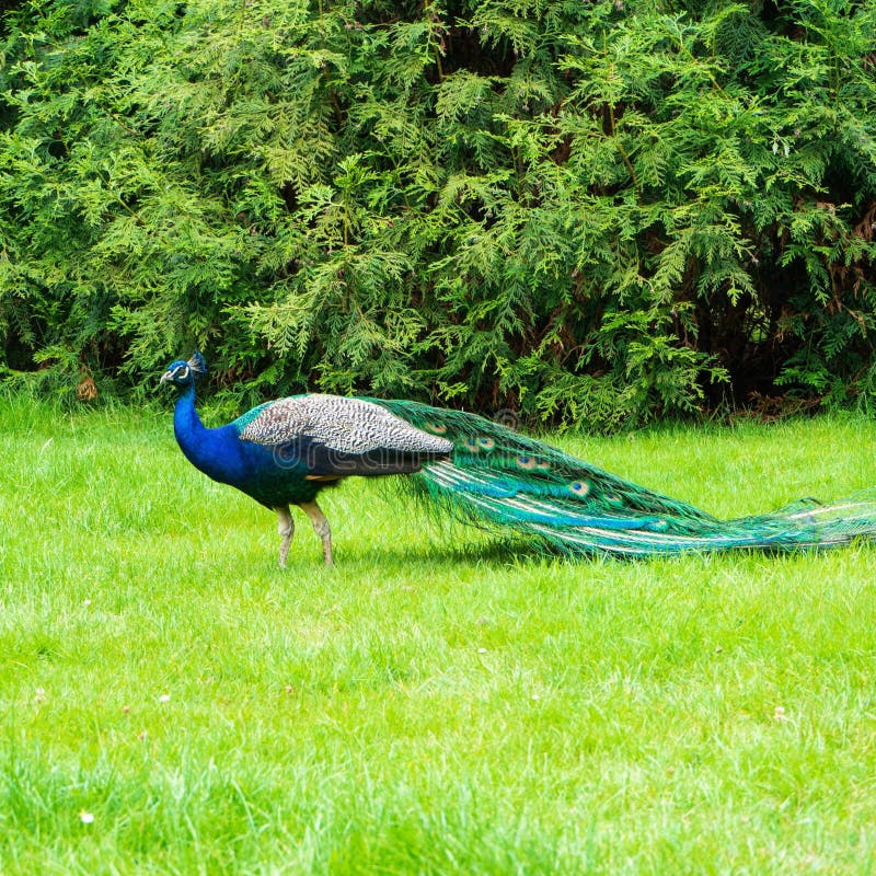 Kew Gardens stock photo. Image of grass, gardens, bird - 161631466