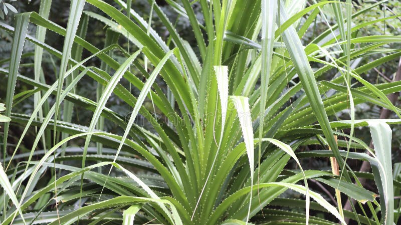 Thazhampoo Stock Photos - Free & Royalty-Free Stock Photos from Dreamstime