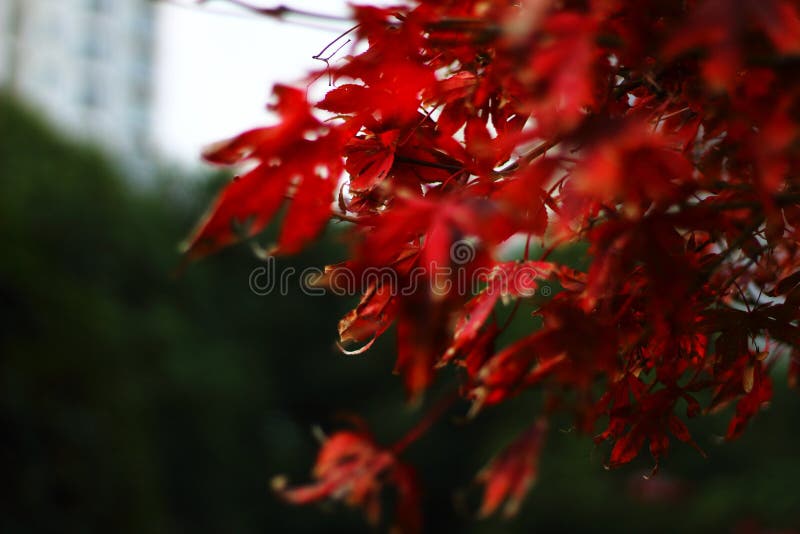 The key of autumn stock photo. Image of feeling, side - 105361580