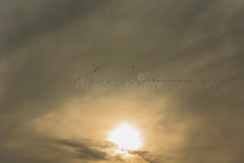 Birds Flying Over the Sun Behind the Clouds Stock Image - Image of ...