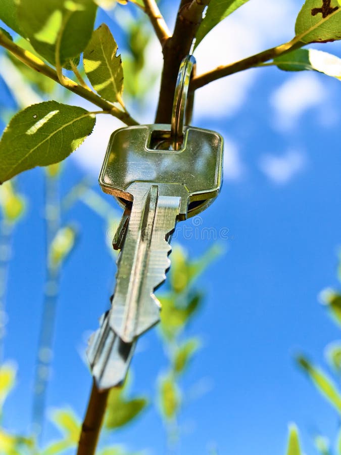 Key on branch stock photo. Image of green, safety, sale - 6578844