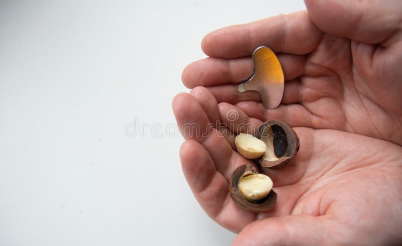 A Key for Cracking Macadamia and Chopped Macadamia in the Male Palm ...