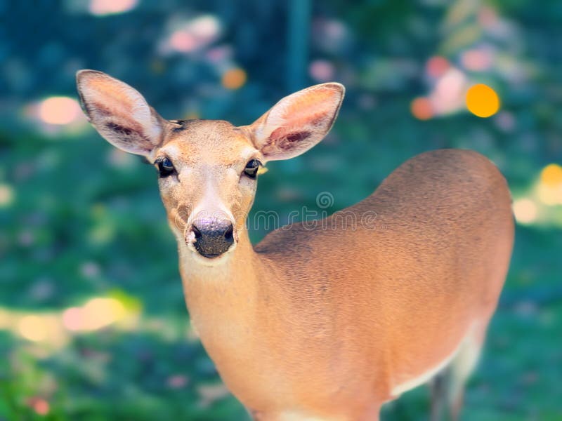 43,379 Doe Stock Photos - Free & Royalty-Free Stock Photos from Dreamstime