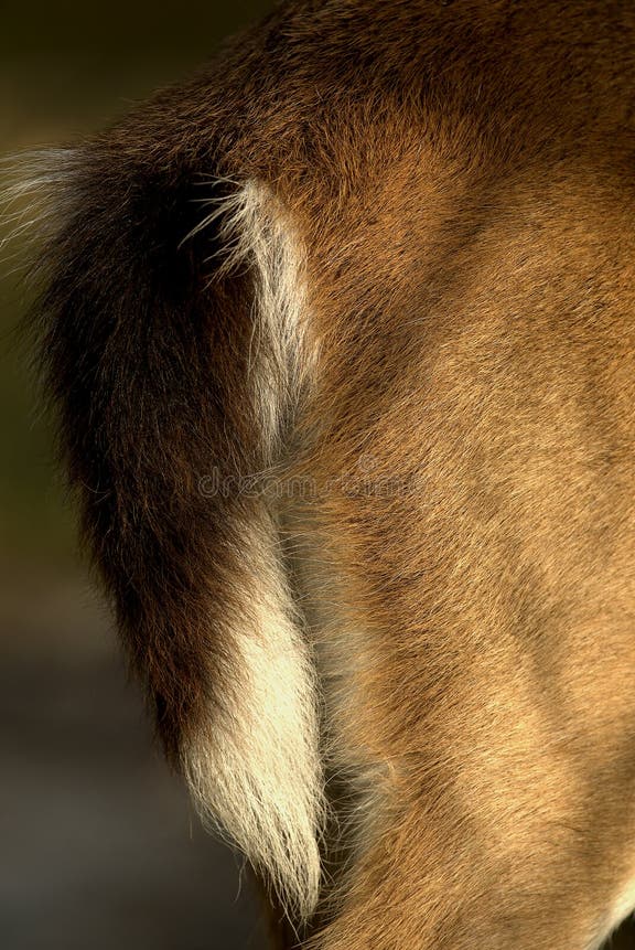 Key Deer in the National Key Deer Refuge, Big Pine Key, Florida Stock ...