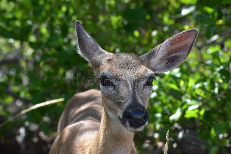 Key Deer in the Florida Keys Stock Photo - Image of florida, grazing ...
