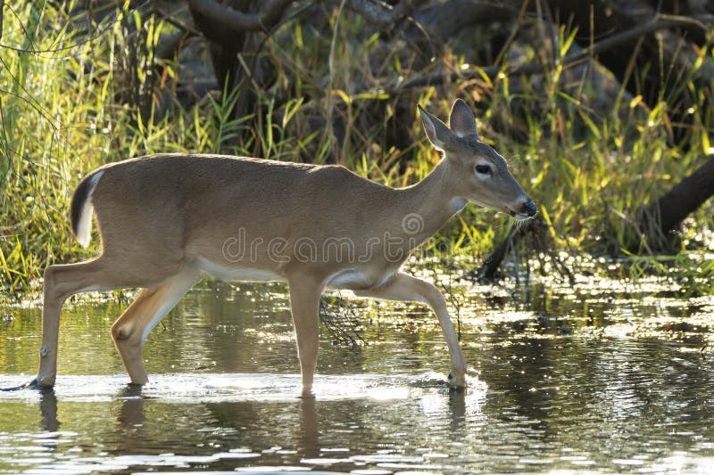 Key Deer in Natural Habitat in Florida State Park Stock Image - Image ...