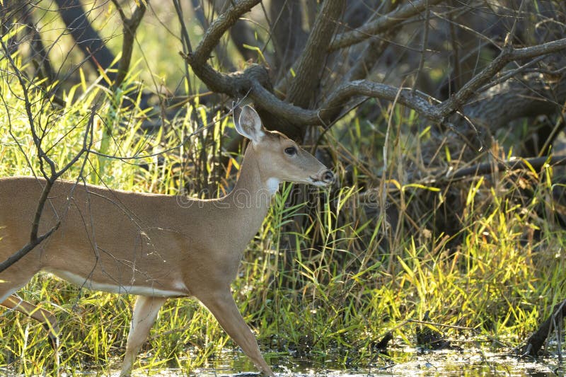 Key Deer in Natural Habitat in Florida State Park Stock Image - Image ...