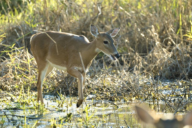 Key Deer in Natural Habitat in Florida State Park Stock Photo - Image ...