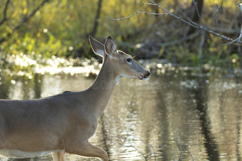 Key Deer in Natural Habitat in Florida State Park Stock Image - Image ...