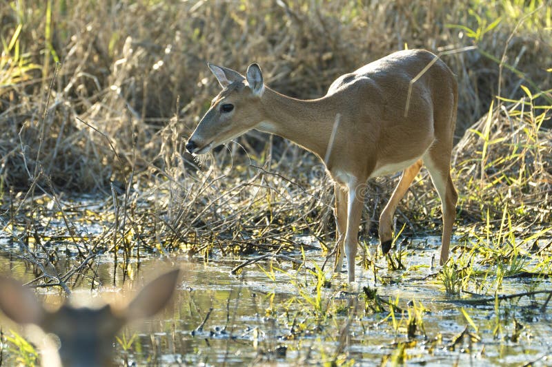 Key Deer in Natural Habitat in Florida State Park Stock Photo - Image ...