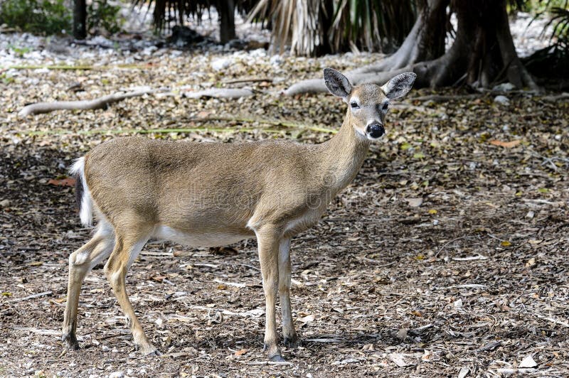 Key Deer, Odocoileus Virginianus Clavium Stock Photo - Image of florida ...