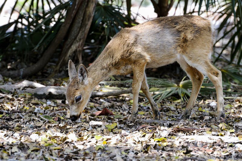 Key Deer, Odocoileus Virginianus Clavium Stock Image - Image of look ...