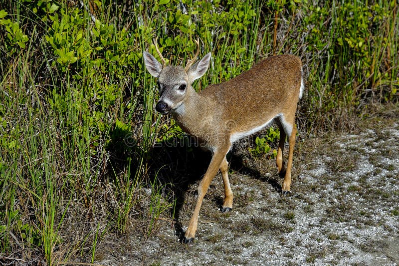 Key Deer, Odocoileus Virginianus Clavium Stock Image - Image of look ...