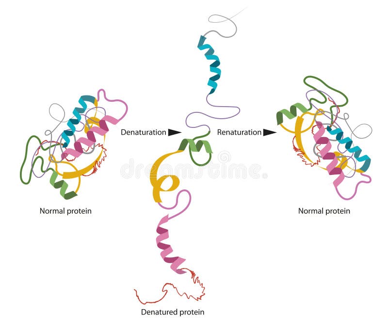 Structure of Normal and Disassembled Protein Stock Illustration ...