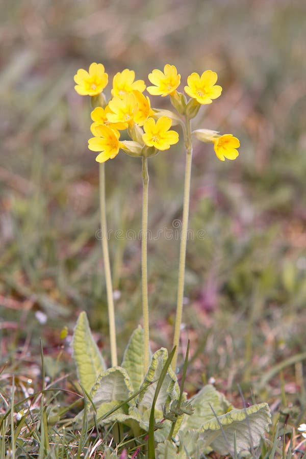 Key flower, primula veris stock photo. Image of herbaceous - 15587194
