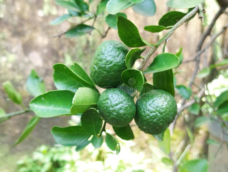 The key lime or acid lime stock photo. Image of cook - 374615104