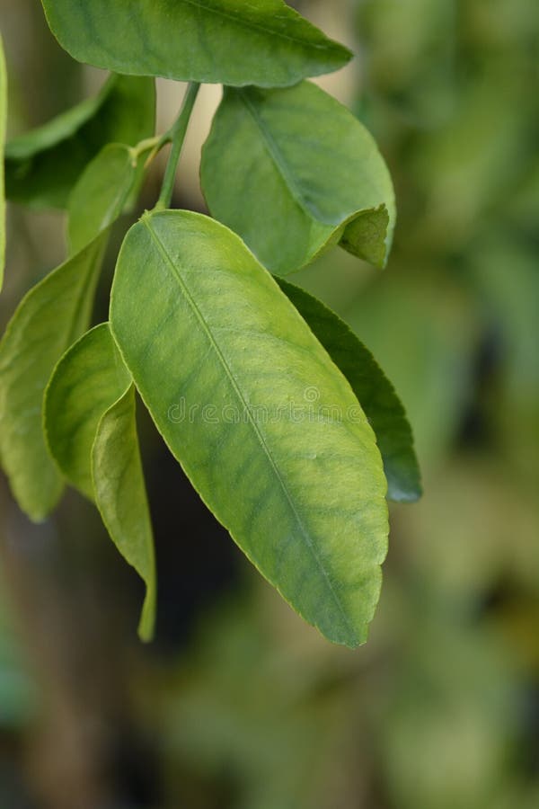 Key lime stock photo. Image of indian, lime, bartenders - 172920956