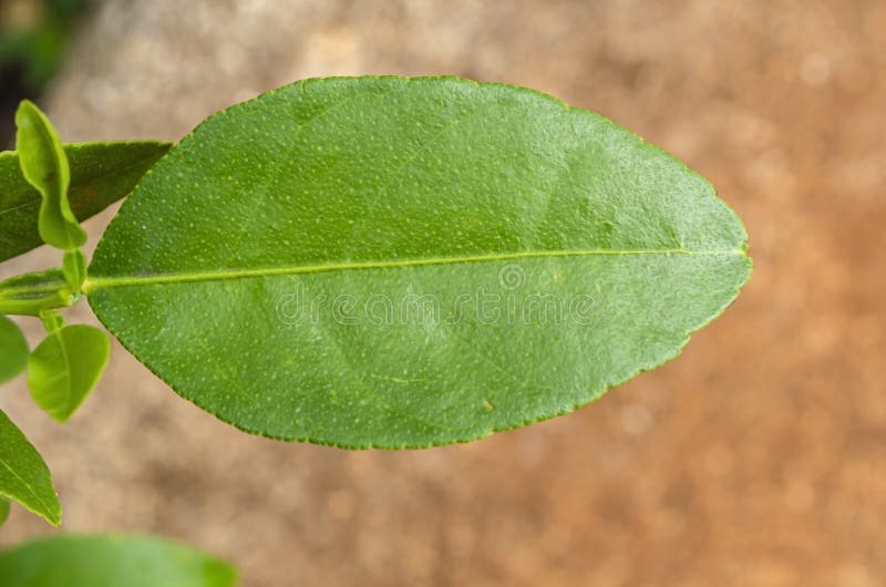 388 Citrus Key Lime Tree Stock Photos - Free & Royalty-Free Stock ...