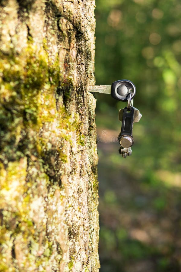 Key sticking in a tree stock photo. Image of decorative - 92675252