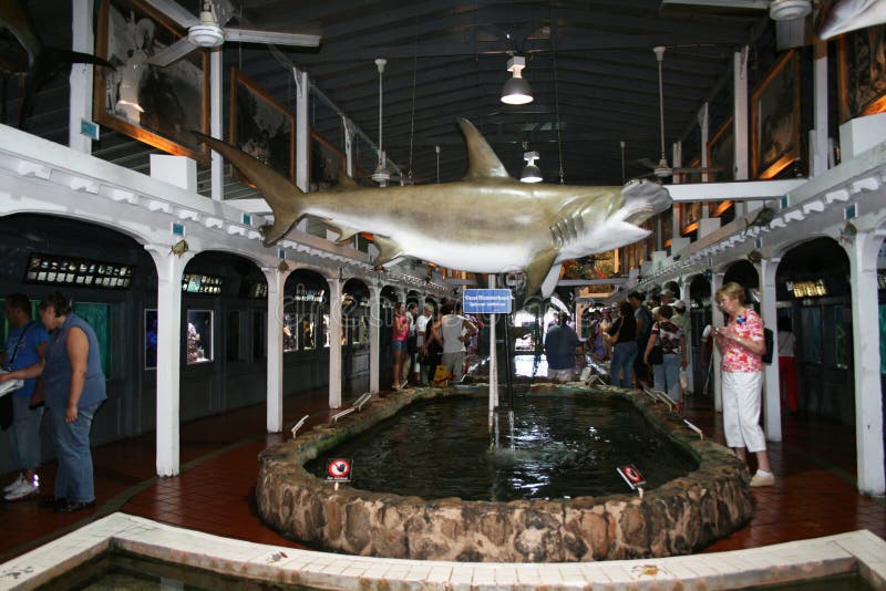 Key West Shark Stock Photos - Free & Royalty-Free Stock Photos from ...