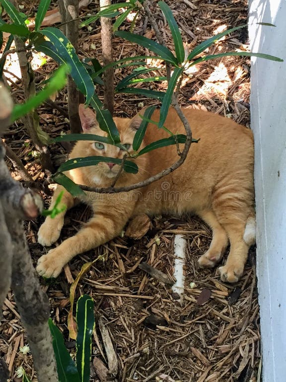 Key West cats chilling out stock photo. Image of shadow - 219764342