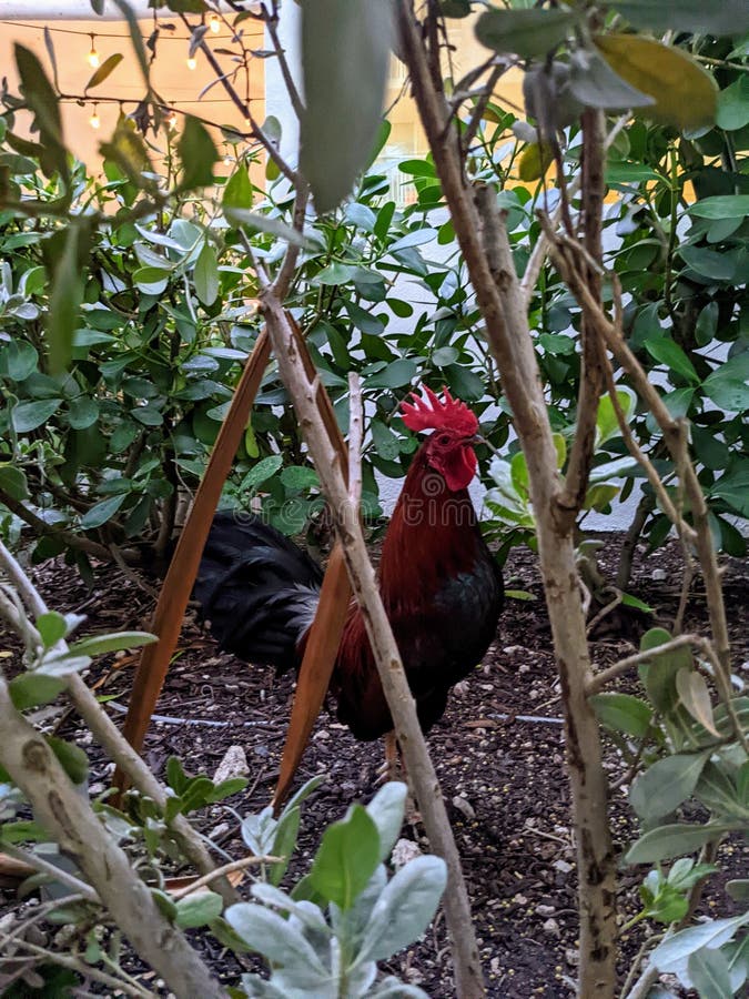 Key West Chicken stock image. Image of beak, forest - 242149991